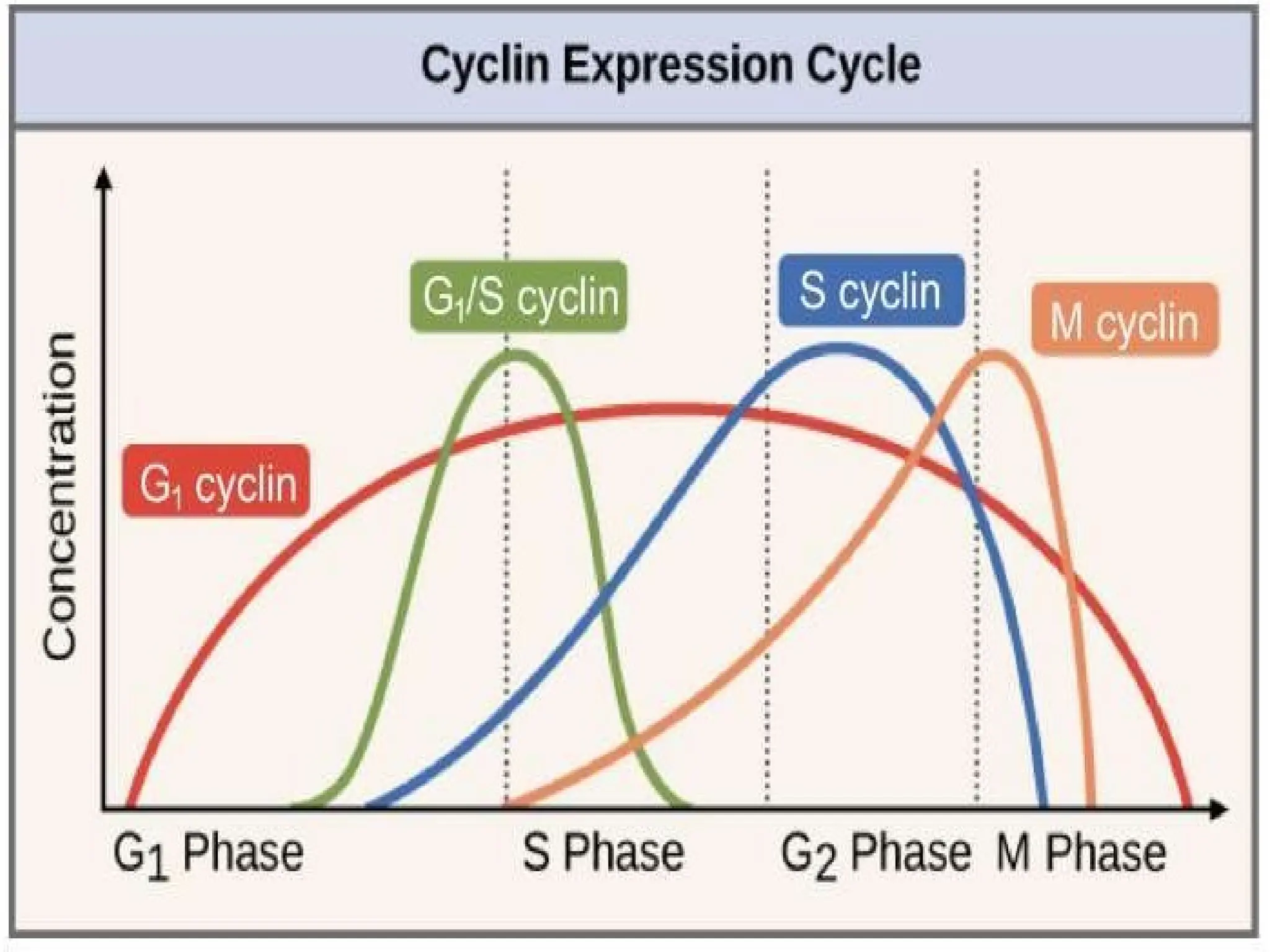 CELL CYCLE CHECKPINTS.pptx pharmacology ii | PPTX