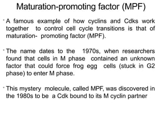 CELL CYCLE CHECKPINTS.pptx pharmacology ii | PPTX