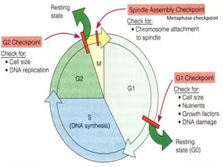 CELL CYCLE CHECKPINTS.pptx pharmacology ii | PPTX