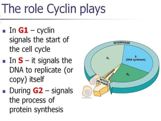 CELL CYCLE CHECKPINTS.pptx pharmacology ii | PPTX