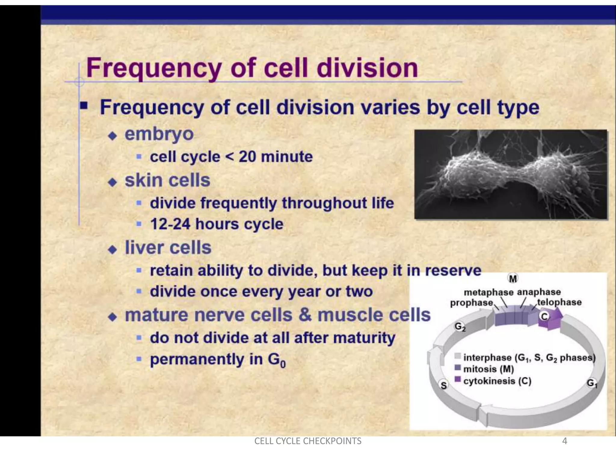 Cell cycle checkpoint | PPTX