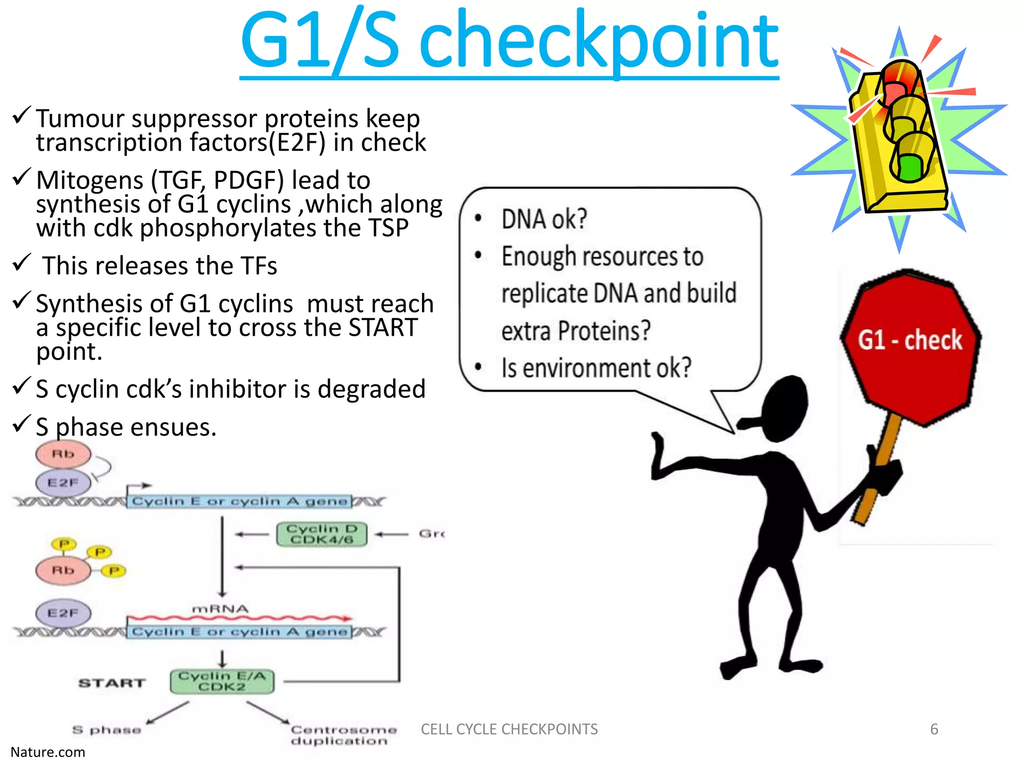 Cell cycle checkpoint | PPTX