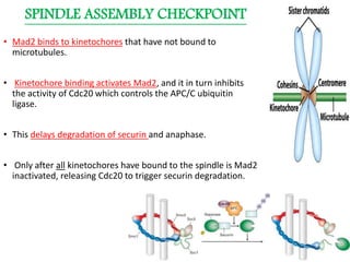 Cell cycle checkpoint | PPTX
