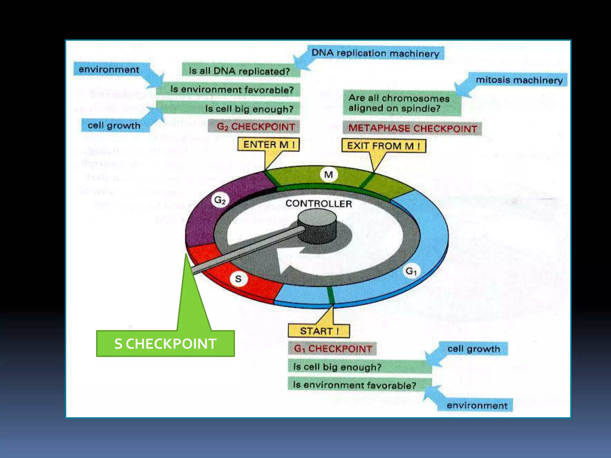 Cell cycle check point By KK Sahu Sir | PPT