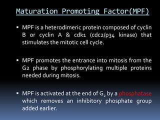 Cell cycle check point By KK Sahu Sir | PPT | Biological Sciences | Science