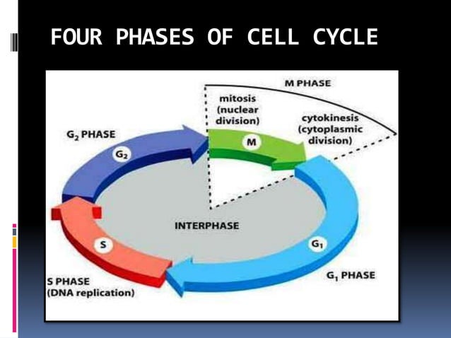 Cell cycle check point By KK Sahu Sir | PPT | Biological Sciences | Science