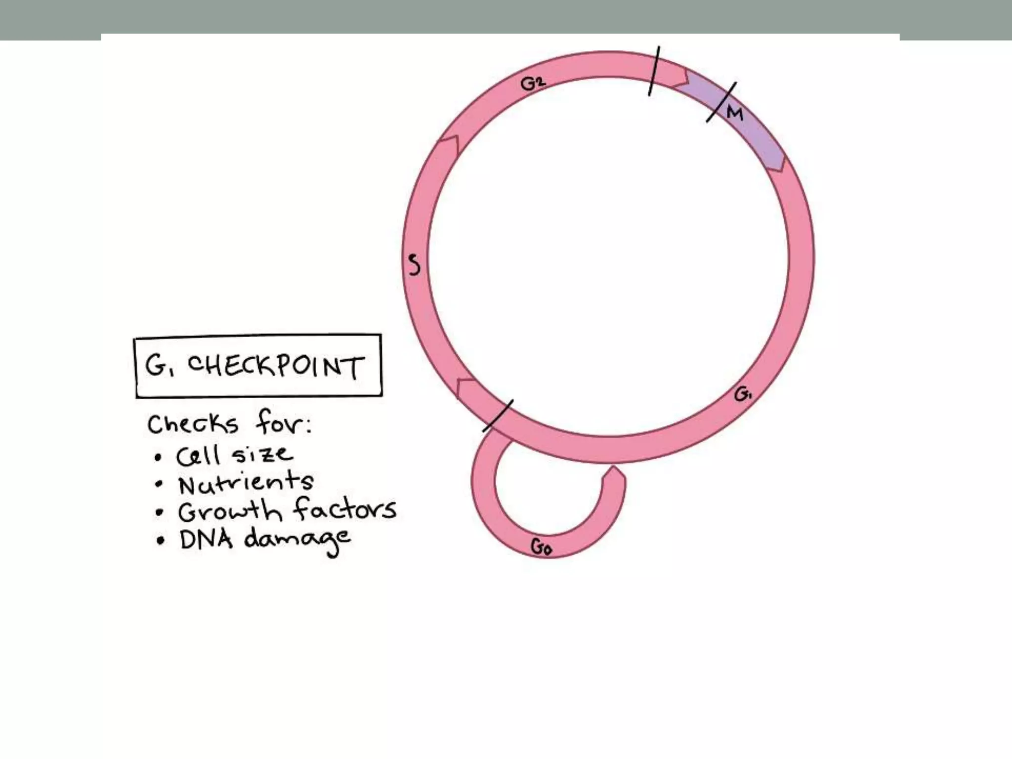 Cell cycle checkpoints and Regulation | PPTX