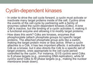 Cell cycle checkpoints and Regulation | PPTX
