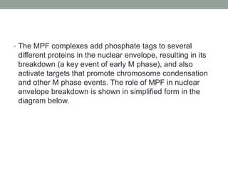 Cell cycle checkpoints and Regulation | PPTX