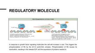 CELL CYCLE,CHECK POINTS AND REGULATION.pptx.pdf | Biological Sciences | Science