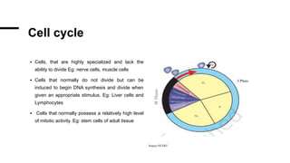 CELL CYCLE,CHECK POINTS AND REGULATION.pptx.pdf