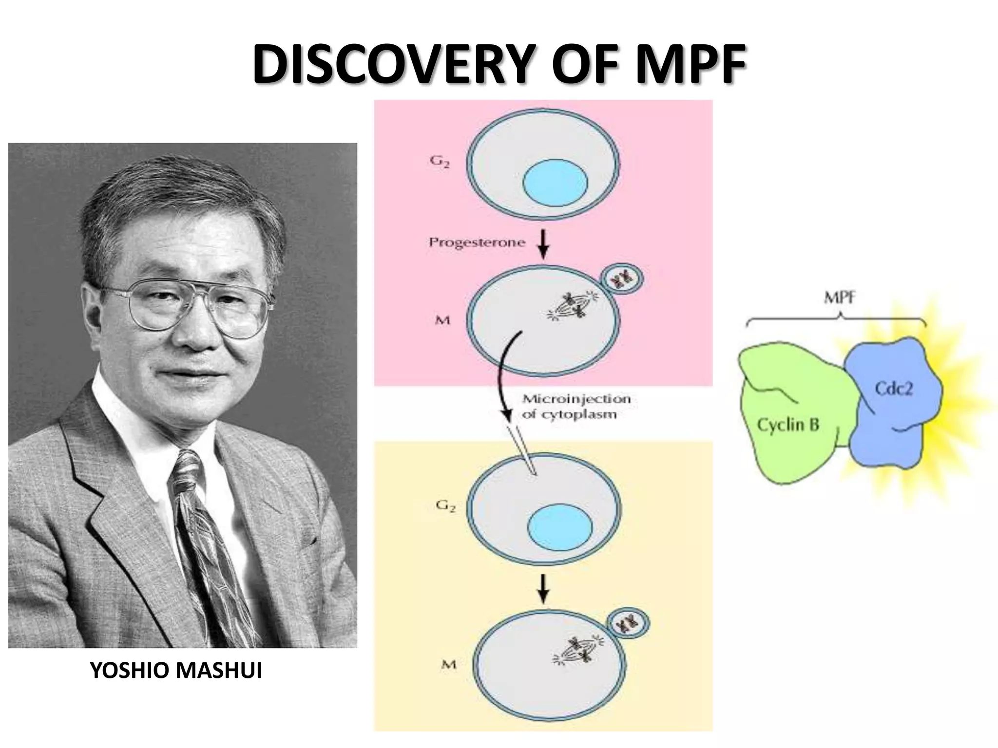 Cell cycle checkpoints, apoptosis and cancer | PPTX