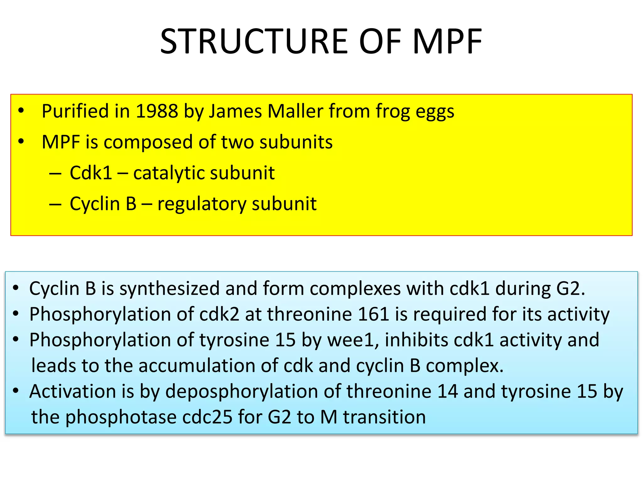 Cell cycle checkpoints, apoptosis and cancer | PPTX