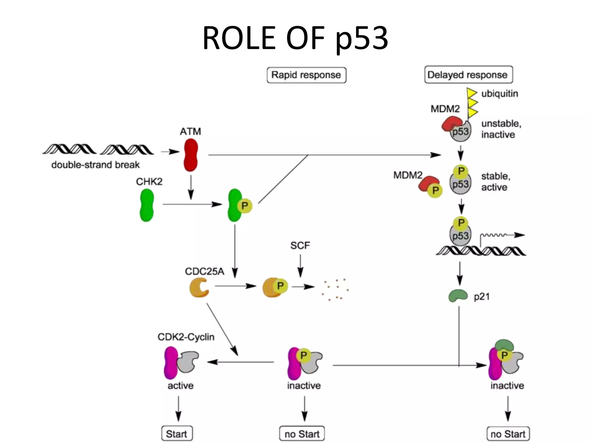 Cell cycle checkpoints, apoptosis and cancer | PPTX