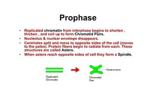 Cell cycle [compatibility mode] | PDF