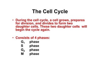 Cell cycle [compatibility mode] | PDF