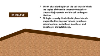 CELL CYCLE CONTROL SYSTEM PART 2 (M PHASE) | PPTX