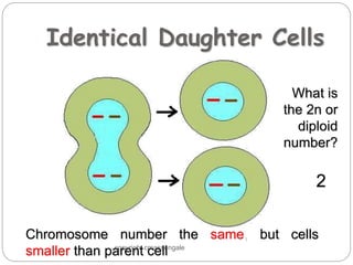 CELL CYCLE .pptx
