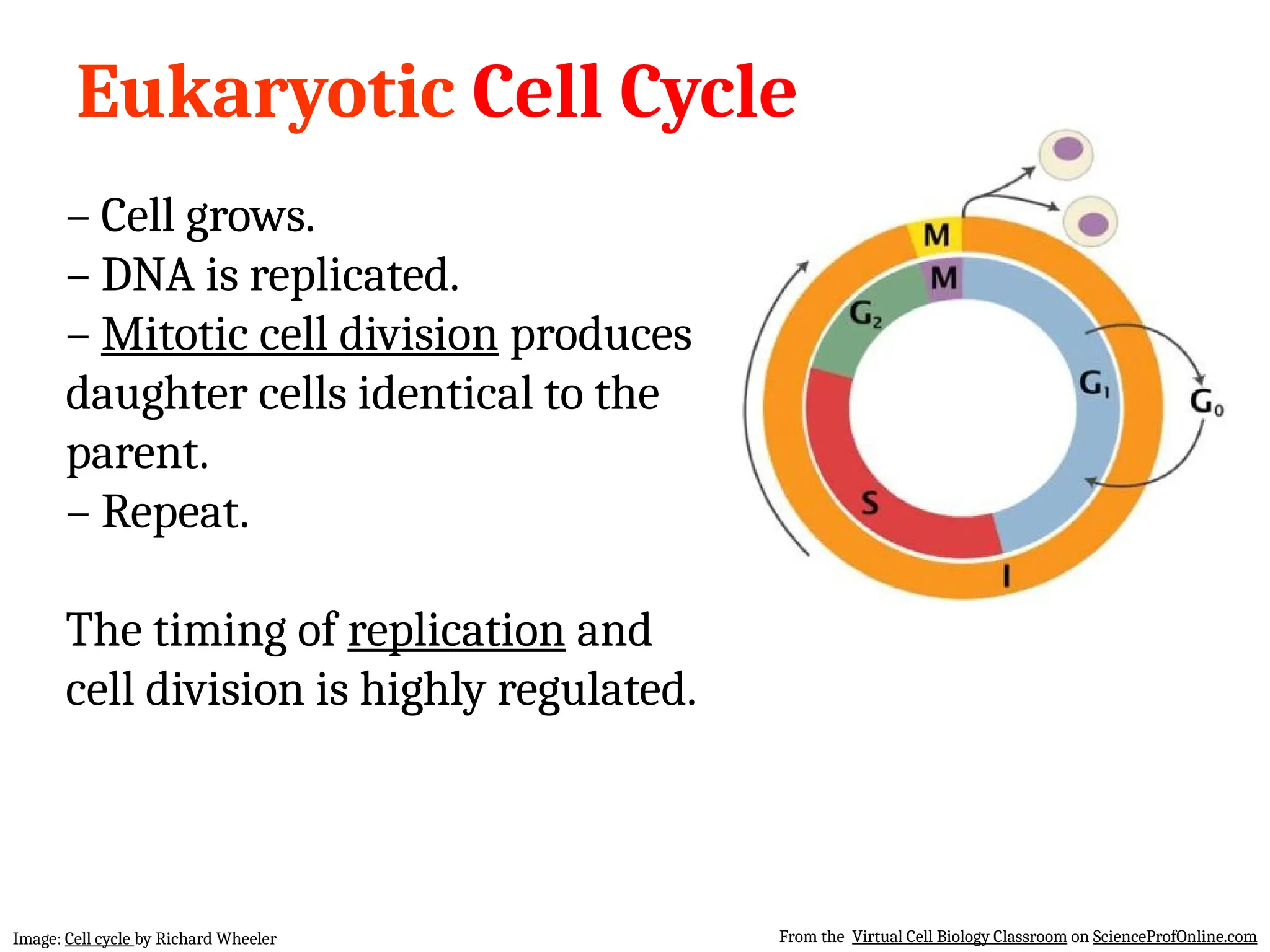 Cell Cycle & Division_ Mitosis [Autosaved].pptx