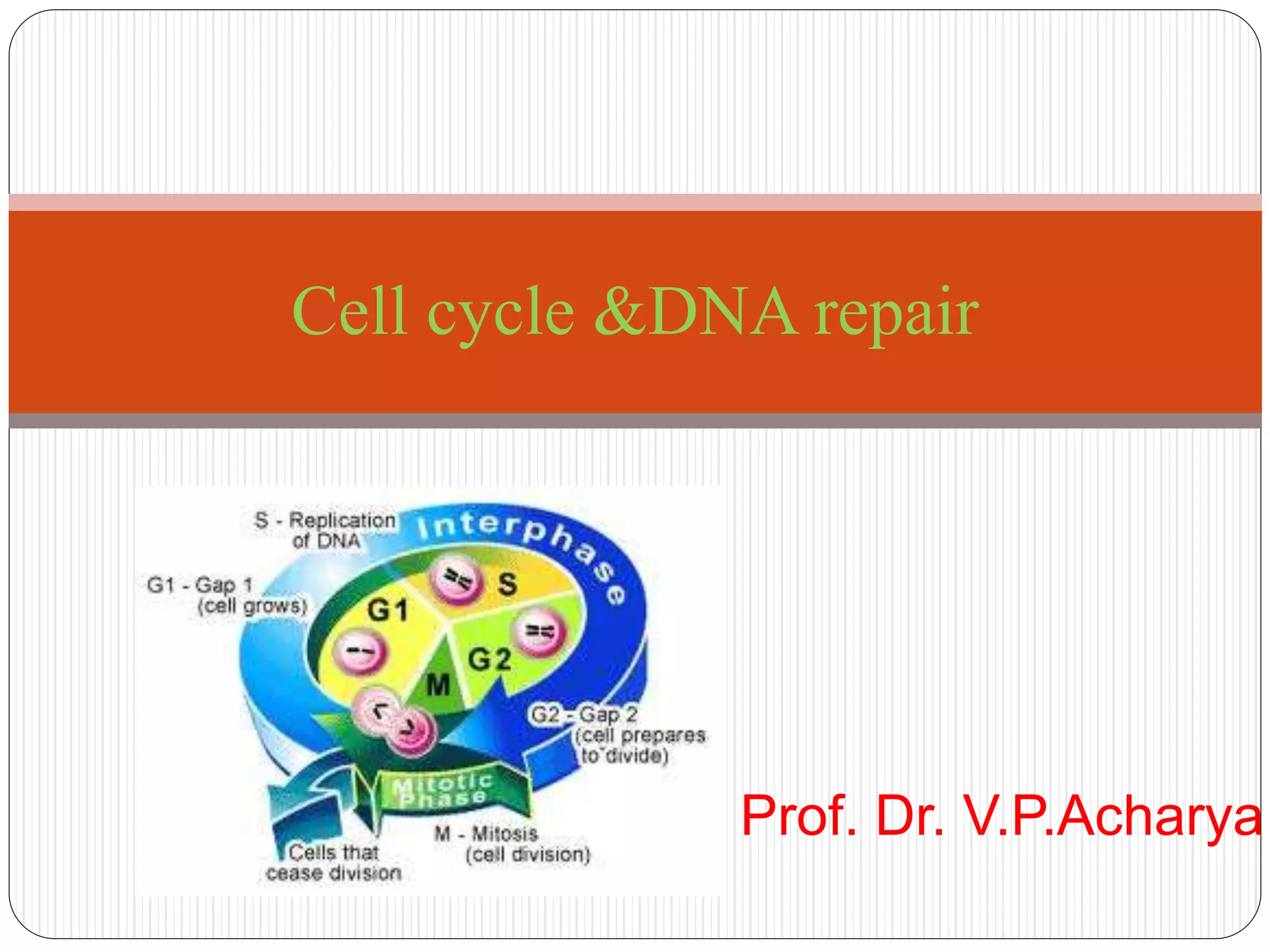 Cell cycle, DNA repair and mutation | PPTX