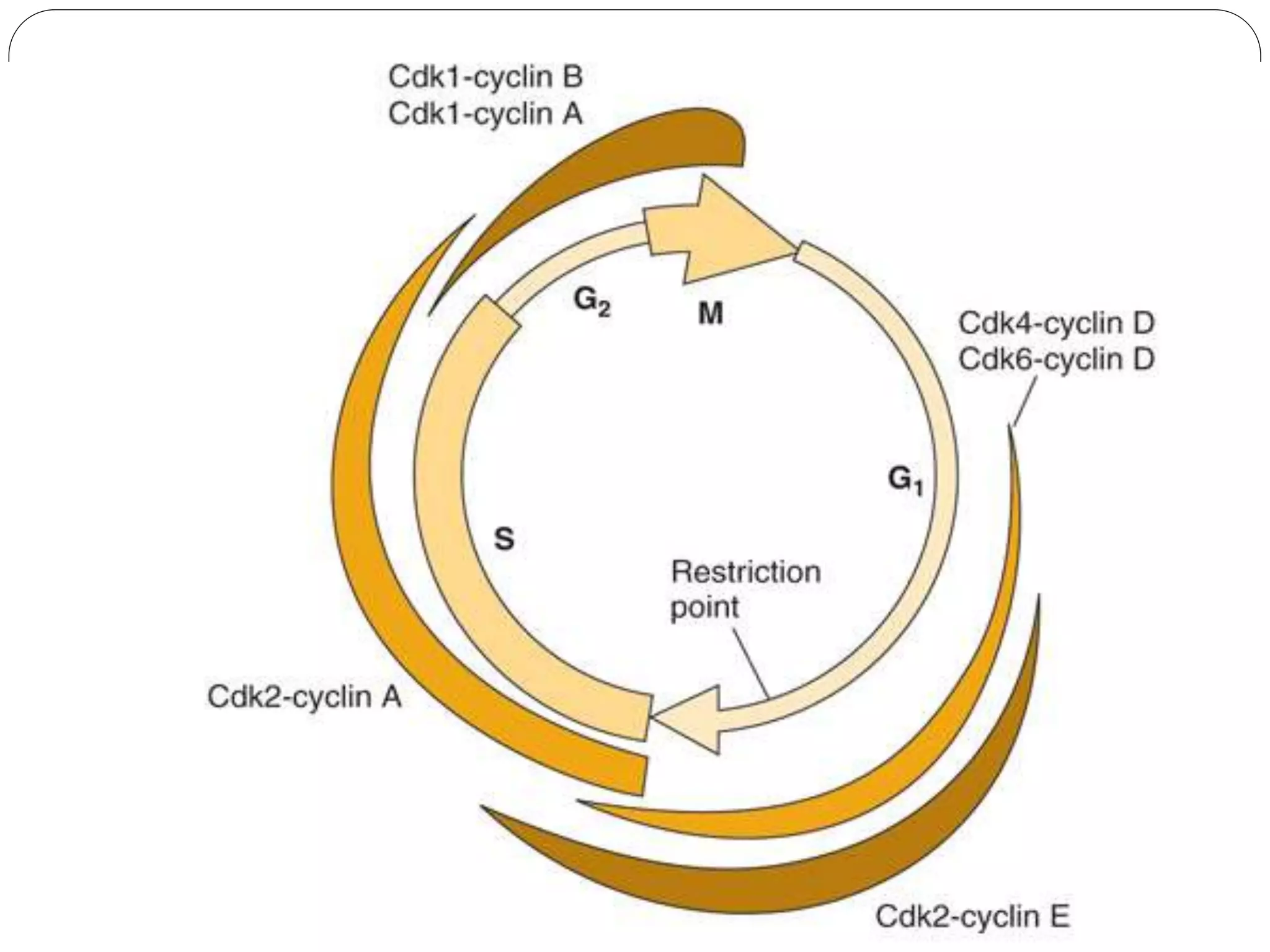 Cell cycle, DNA repair and mutation | PPTX