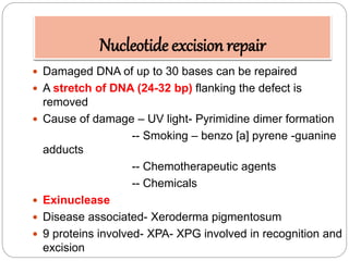 Cell cycle, DNA repair and mutation | PPTX