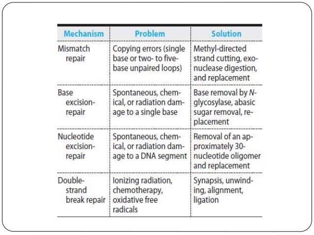 Cell cycle, DNA repair and mutation