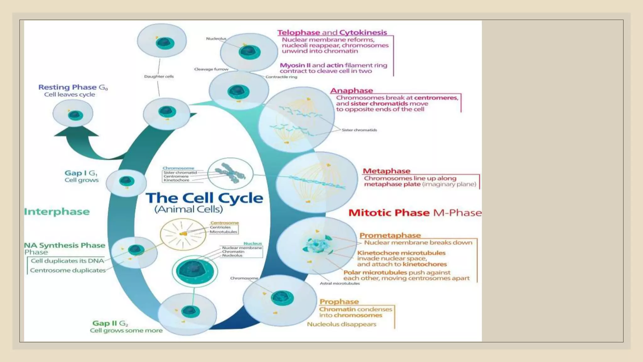 Cell cycle & DNA repair | PPTX