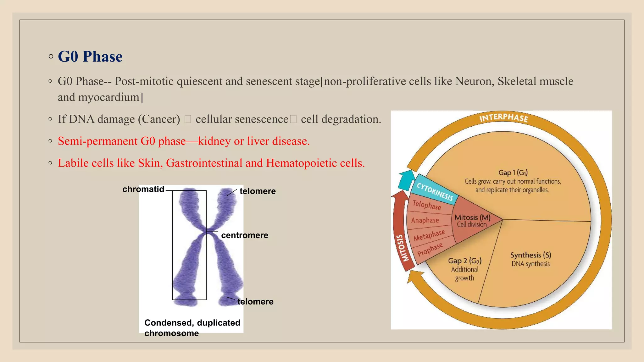 Cell cycle & DNA repair | PPTX