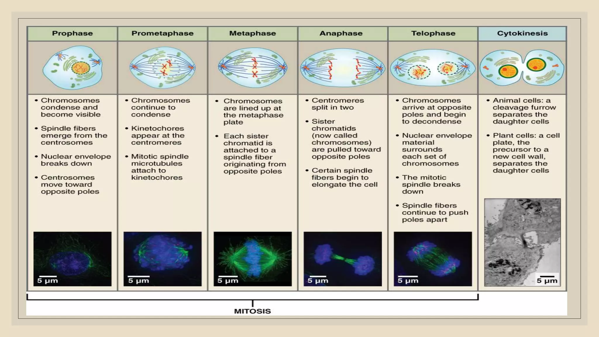 Cell cycle & DNA repair | PPTX
