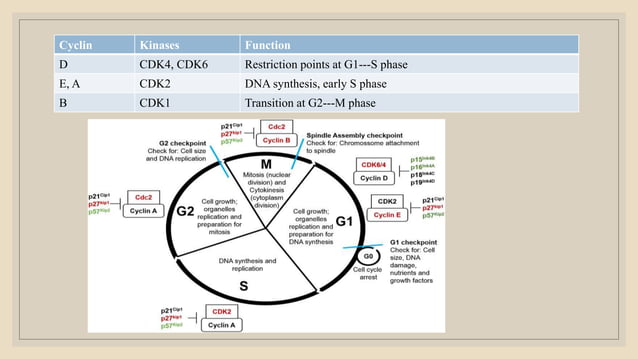 Cell cycle & DNA repair | PPTX | Biological Sciences | Science