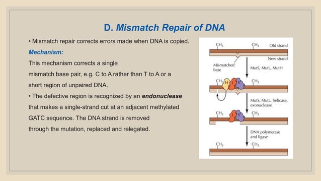 Cell cycle & DNA repair | PPTX | Biological Sciences | Science