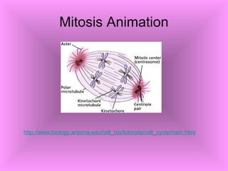 3.07Cell cycle and Mitosis | PPT