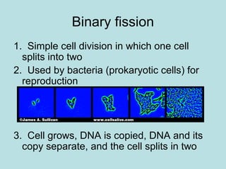 3.07Cell cycle and Mitosis | PPT