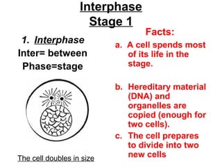 3.07Cell cycle and Mitosis | PPT