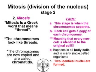 3.07Cell cycle and Mitosis | PPT