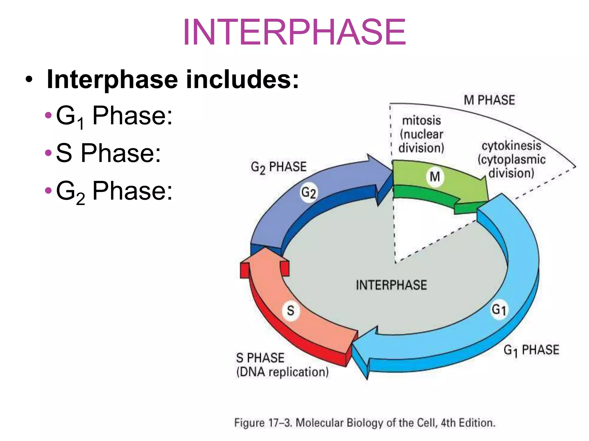CELL CYCLE | PPTX