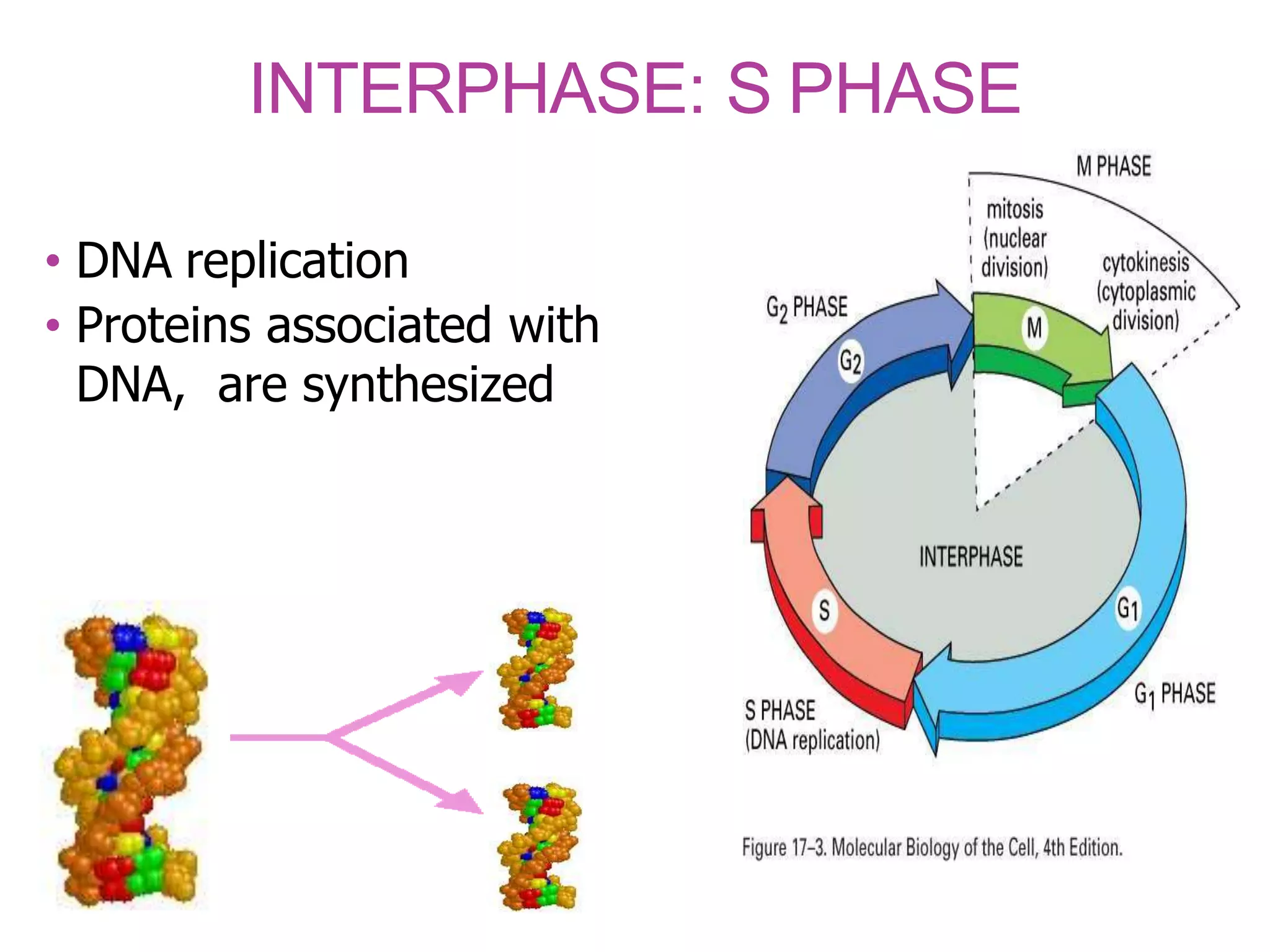 CELL CYCLE | PPTX