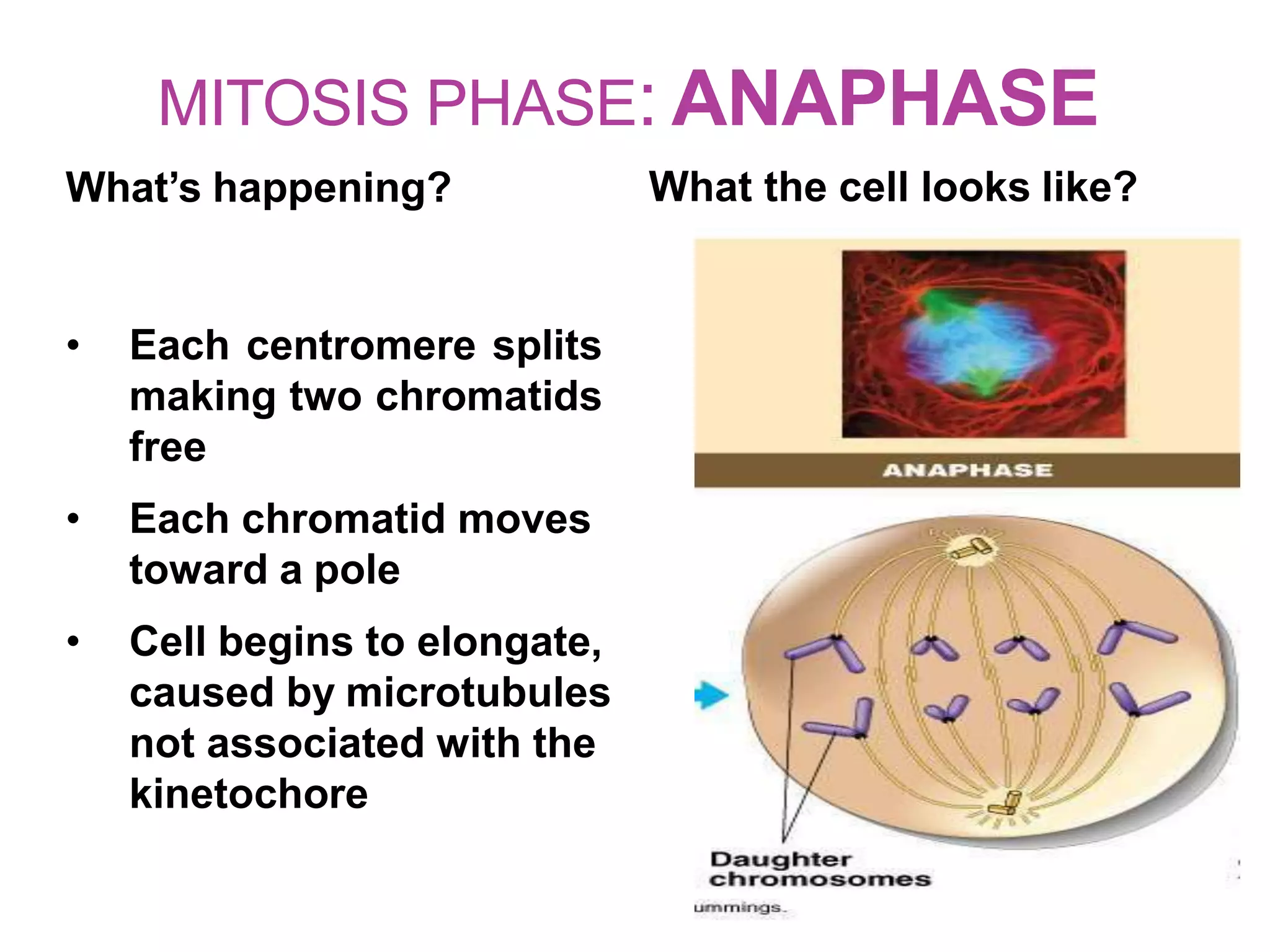 CELL CYCLE | PPTX
