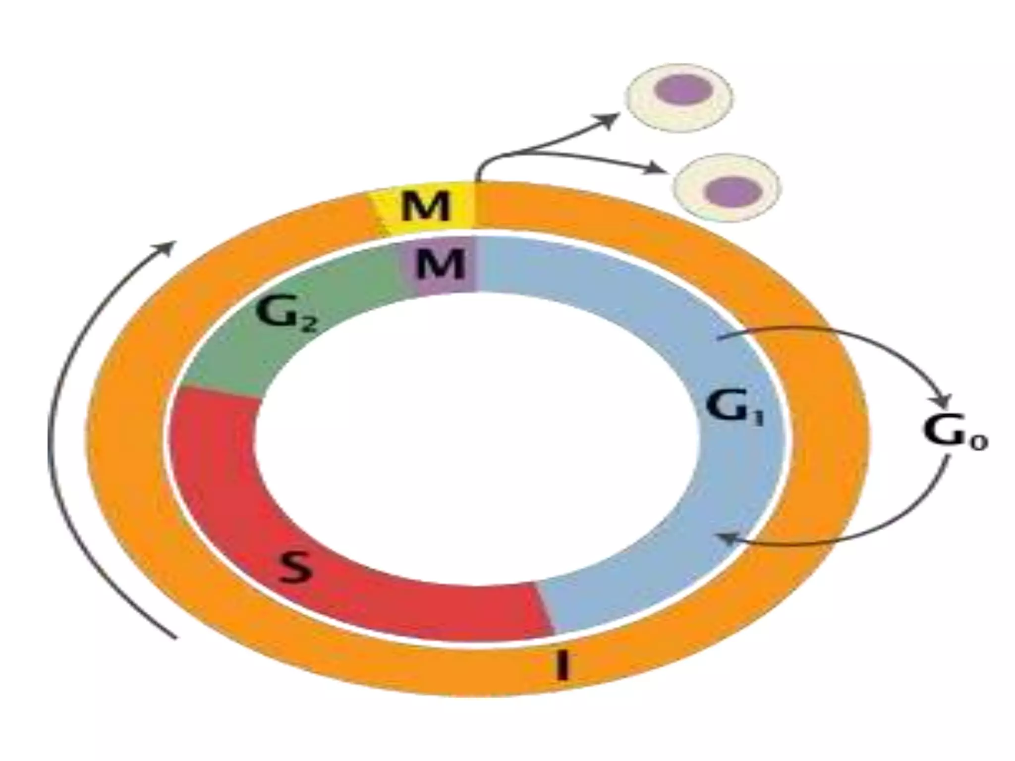 CELL CYCLE | PPTX