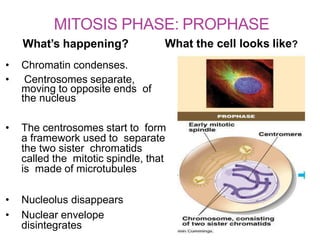CELL CYCLE | PPTX