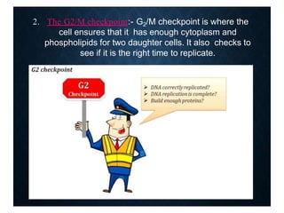 CELL CYCLE | PPTX