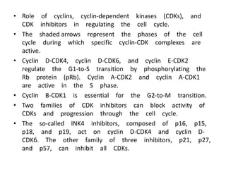 CELL CYCLE | PPTX