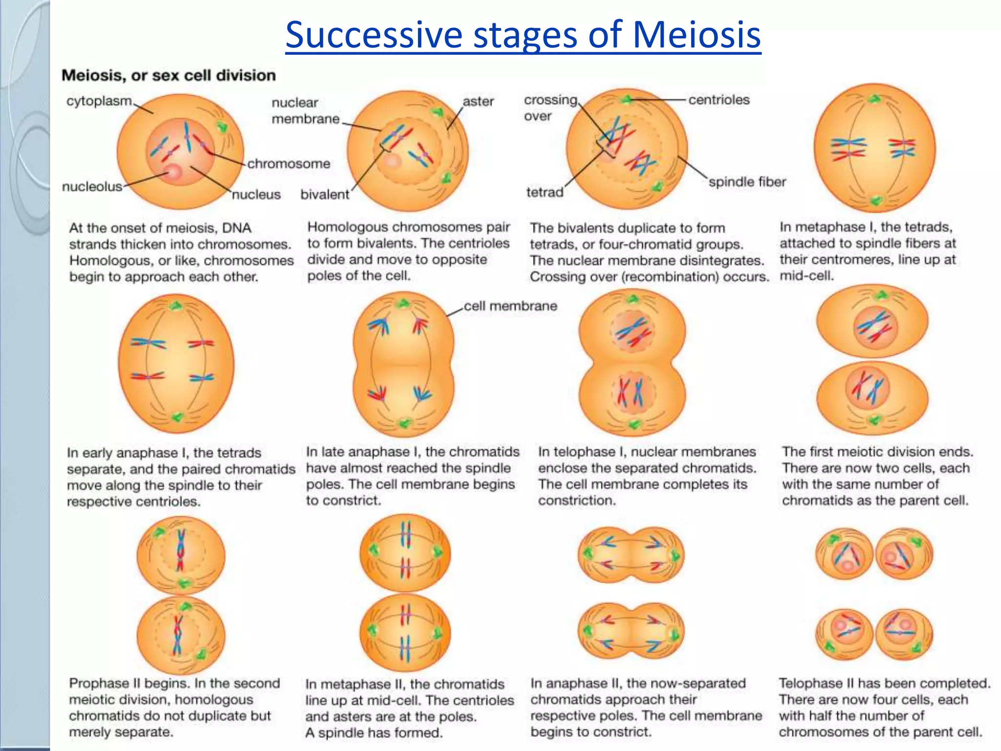 Cell cycle and division | PPTX