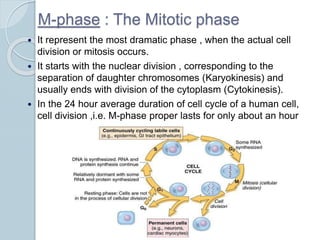 Cell cycle and division | PPTX