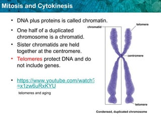 Cell Cycle FOR GRADE 8 SCIENCE second quarter.ppt