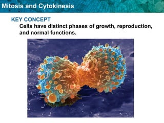 Cell Cycle FOR GRADE 8 SCIENCE second quarter.ppt