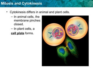 Cell Cycle FOR GRADE 8 SCIENCE second quarter.ppt