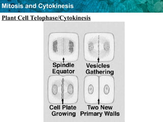 Cell Cycle FOR GRADE 8 SCIENCE second quarter.ppt