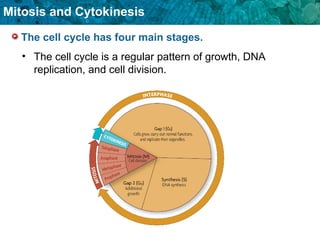 Cell Cycle FOR GRADE 8 SCIENCE second quarter.ppt